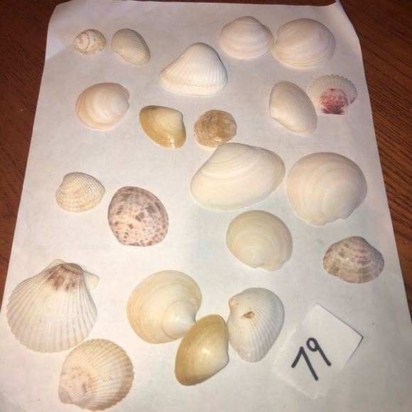 Accents | Lot Of Seashells 79 | Poshmark